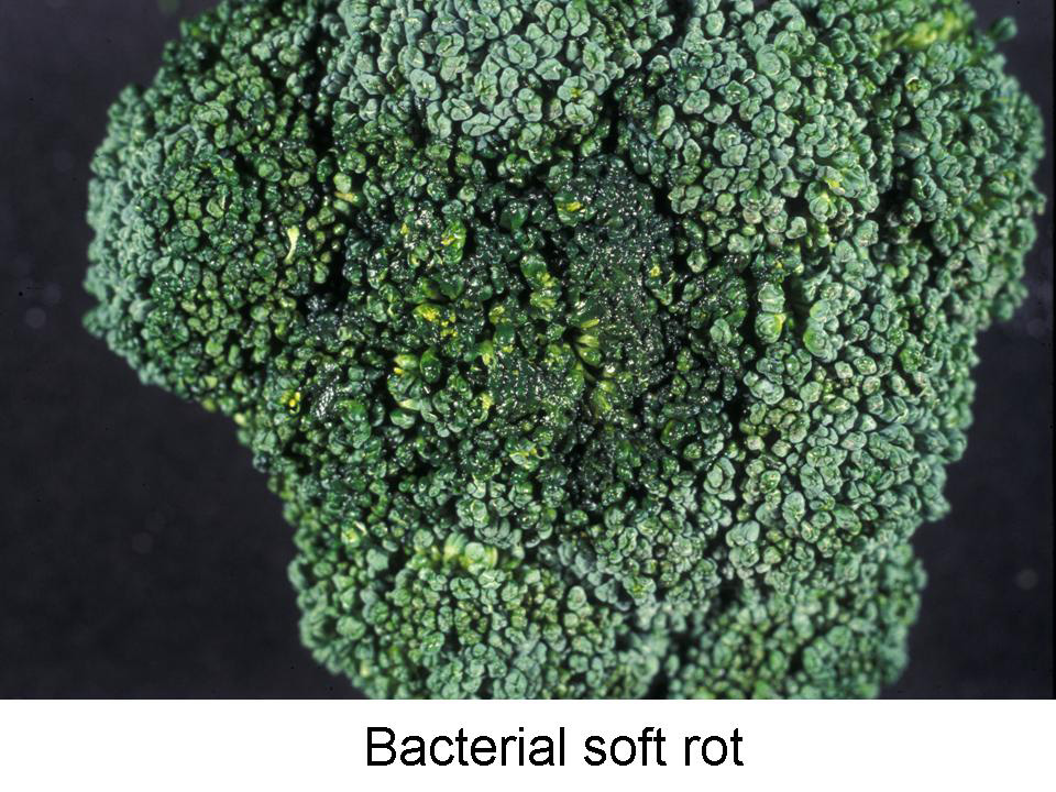 Brócoli | Postharvest Research and Extension Center