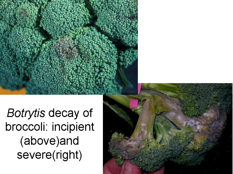 Broccoli | Postharvest Research and Extension Center
