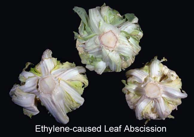 Cauliflower | Postharvest Research and Extension Center