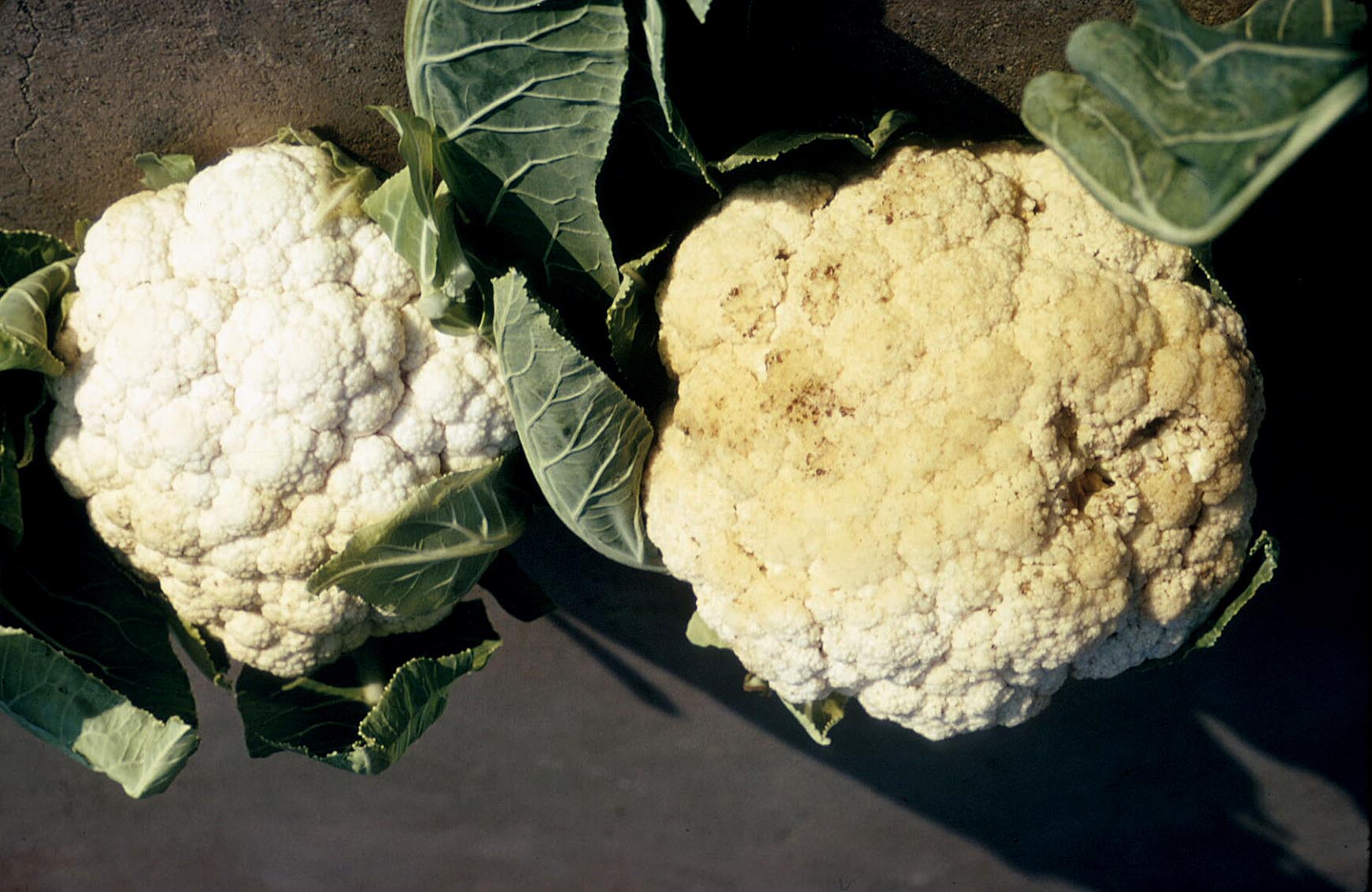 Cauliflower | Postharvest Research and Extension Center