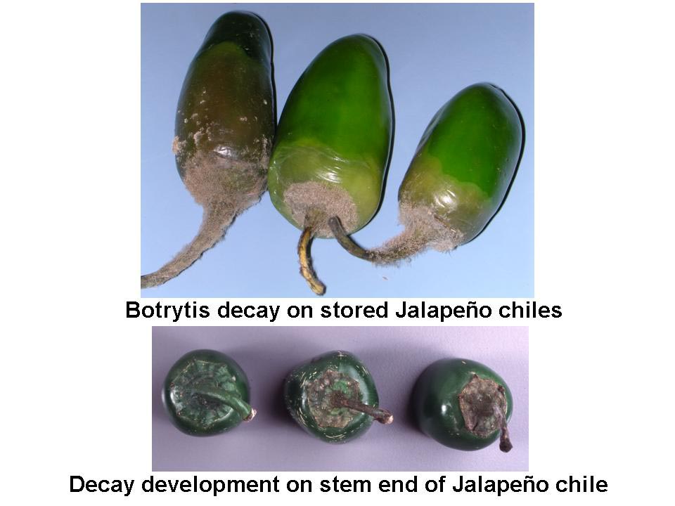 Chile Pepper | Postharvest Research and Extension Center