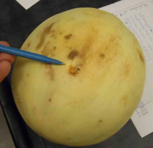 Melón Honeydew | Postharvest Research and Extension Center