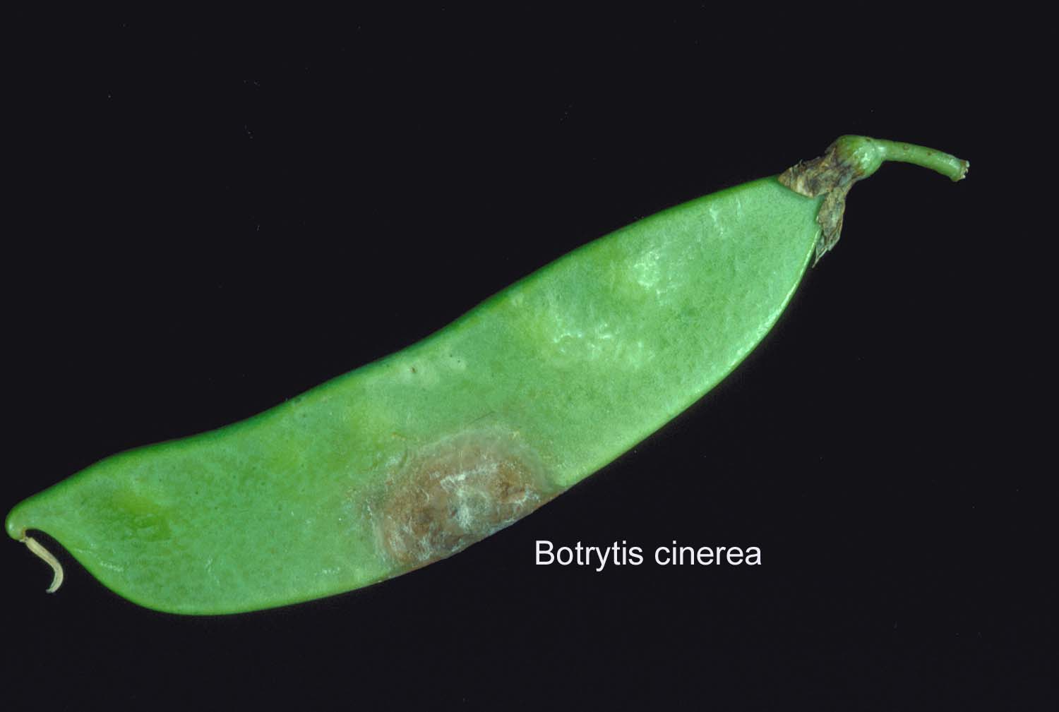 Peas: Snow and Snap Pod | Postharvest Research and Extension Center