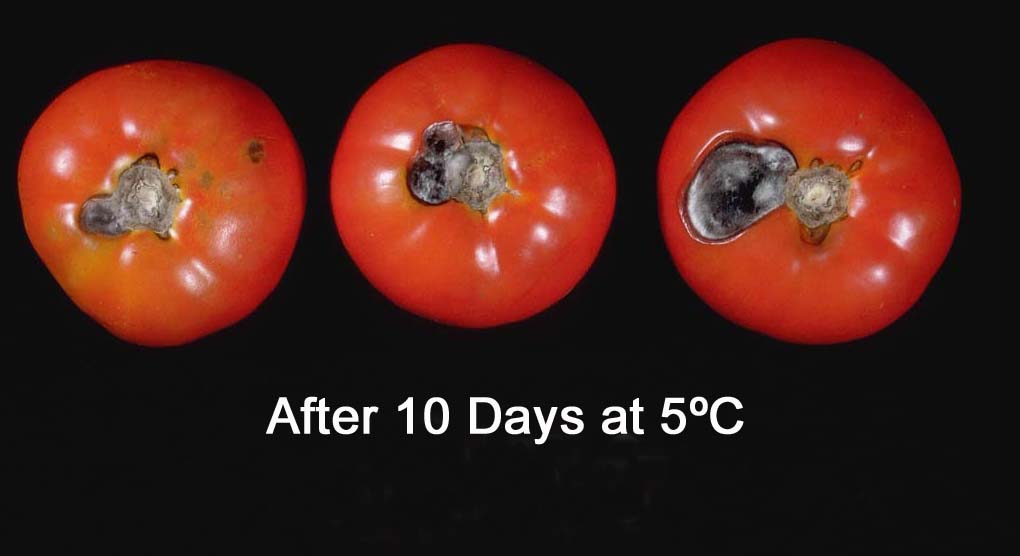 Tomato | Postharvest Research and Extension Center