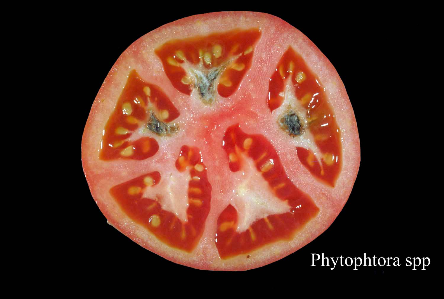 Tomato | Postharvest Research and Extension Center