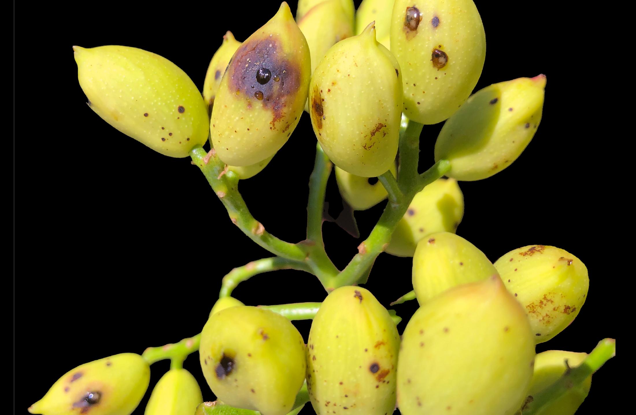 Pistachio | Postharvest Research and Extension Center