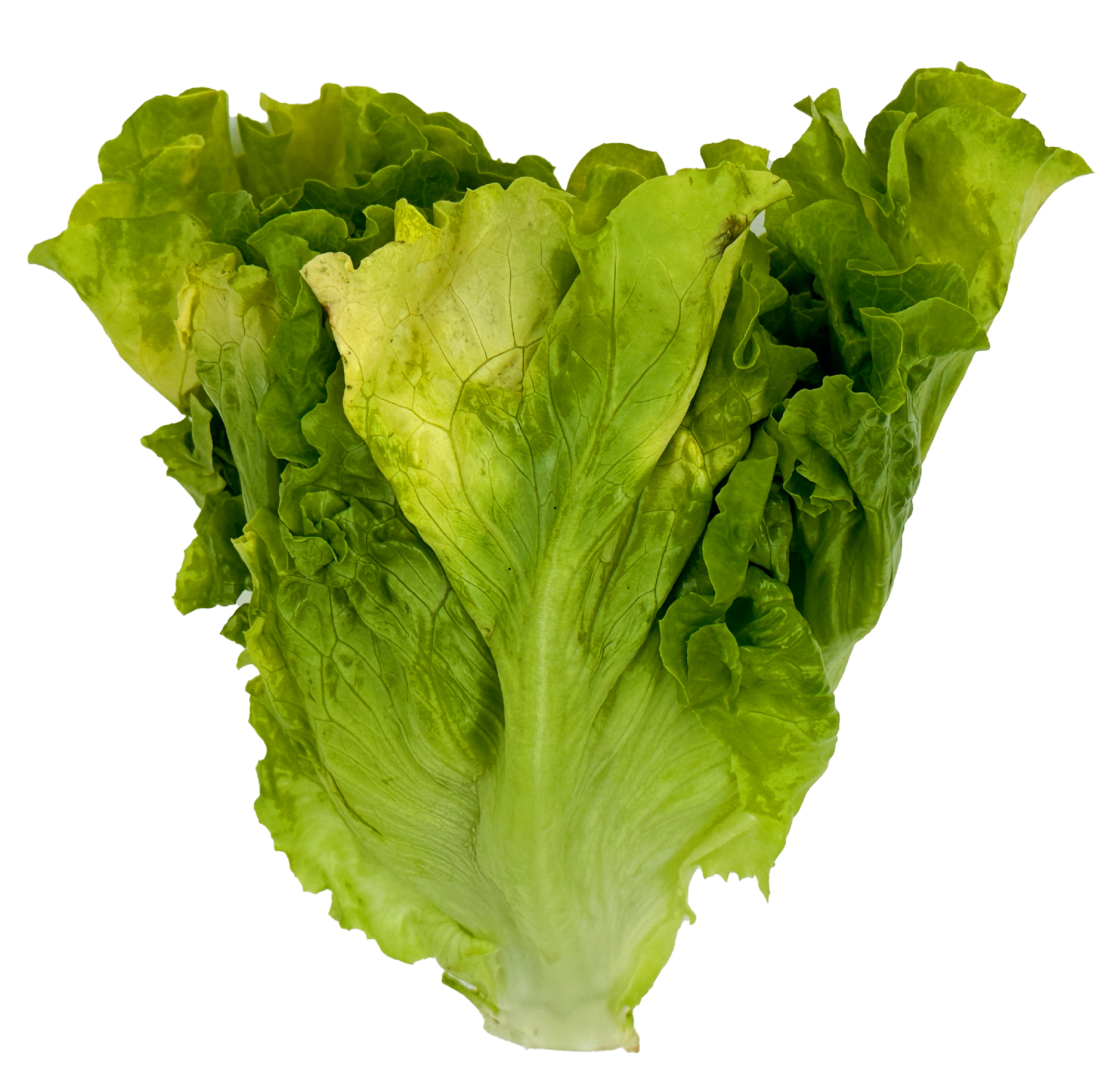 lettuce leaf logo