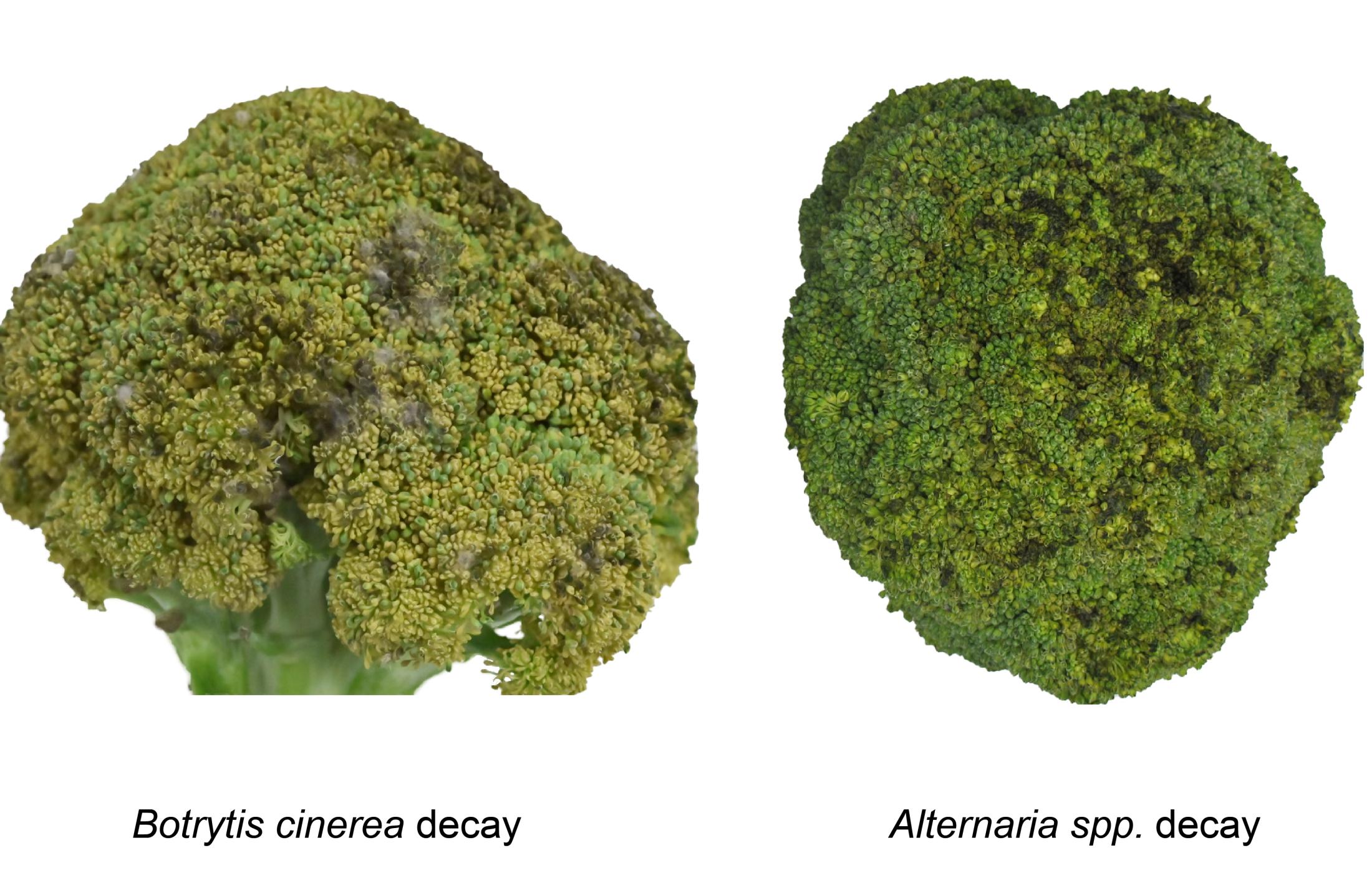 Broccoli | Postharvest Research and Extension Center