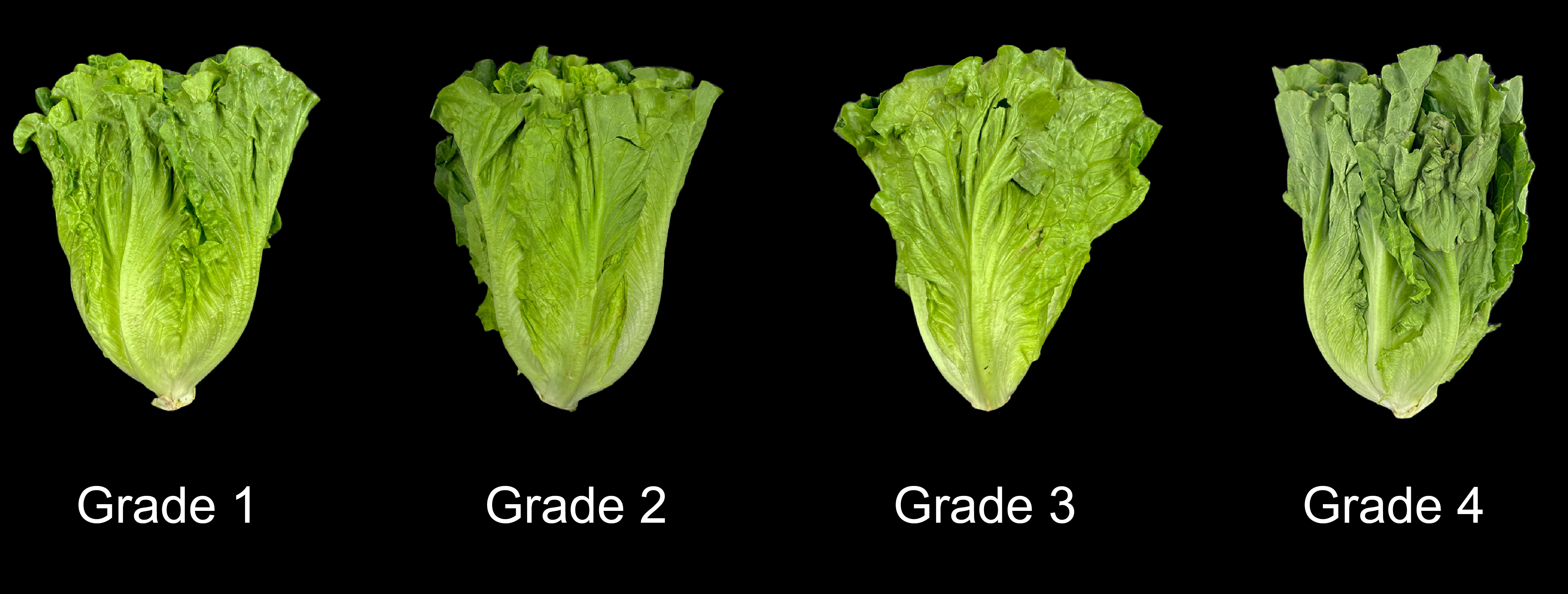 lettuce leaf types