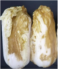 Napa Cabbage (Wombok) | Postharvest Research and Extension Center