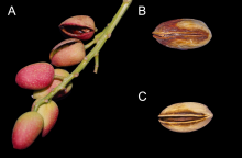 Pistachio | Postharvest Research and Extension Center