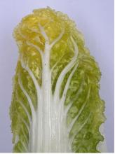 Napa Cabbage (Wombok) | Postharvest Research and Extension Center