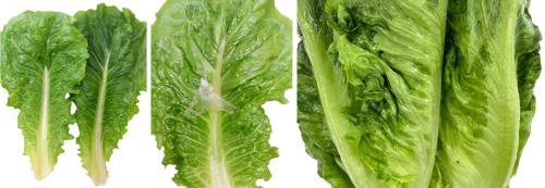 Lettuce (Romaine and Loose-Leaf) | Postharvest Research and Extension ...